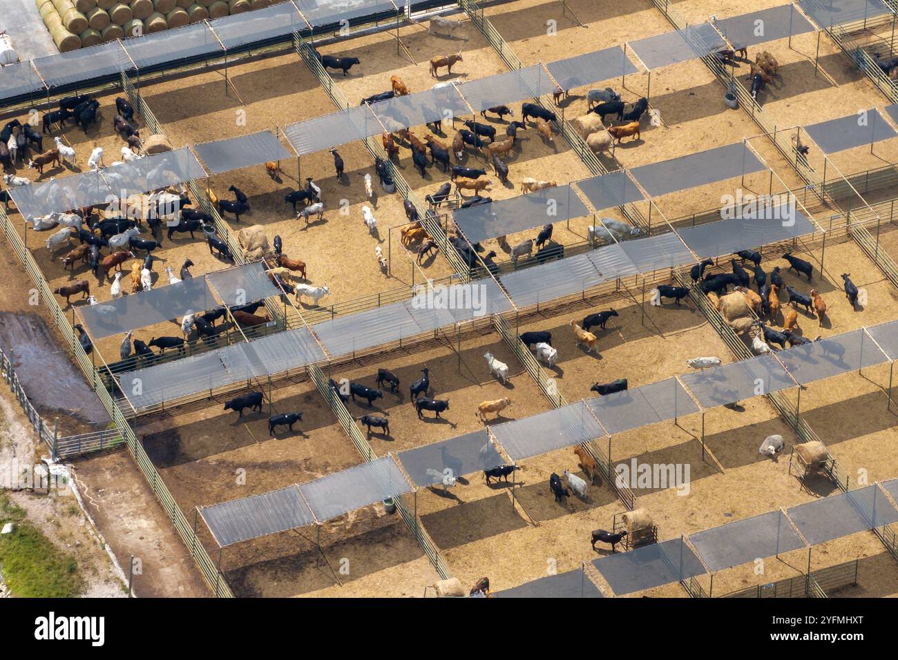 Commercial cattle stockyard with meat cows in rural Florida. Feeding of ...