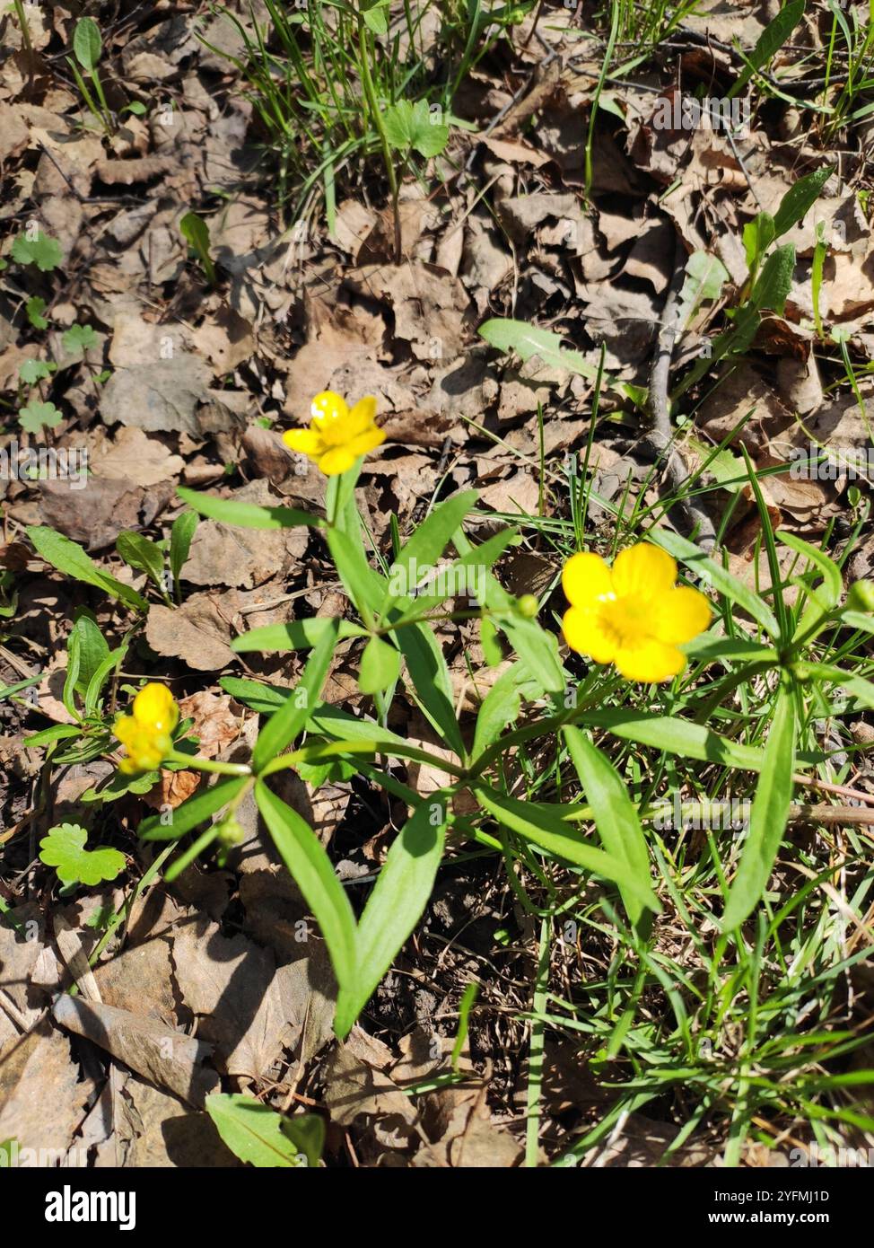 One-leaf buttercup (Ranunculus monophyllus Stock Photo - Alamy
