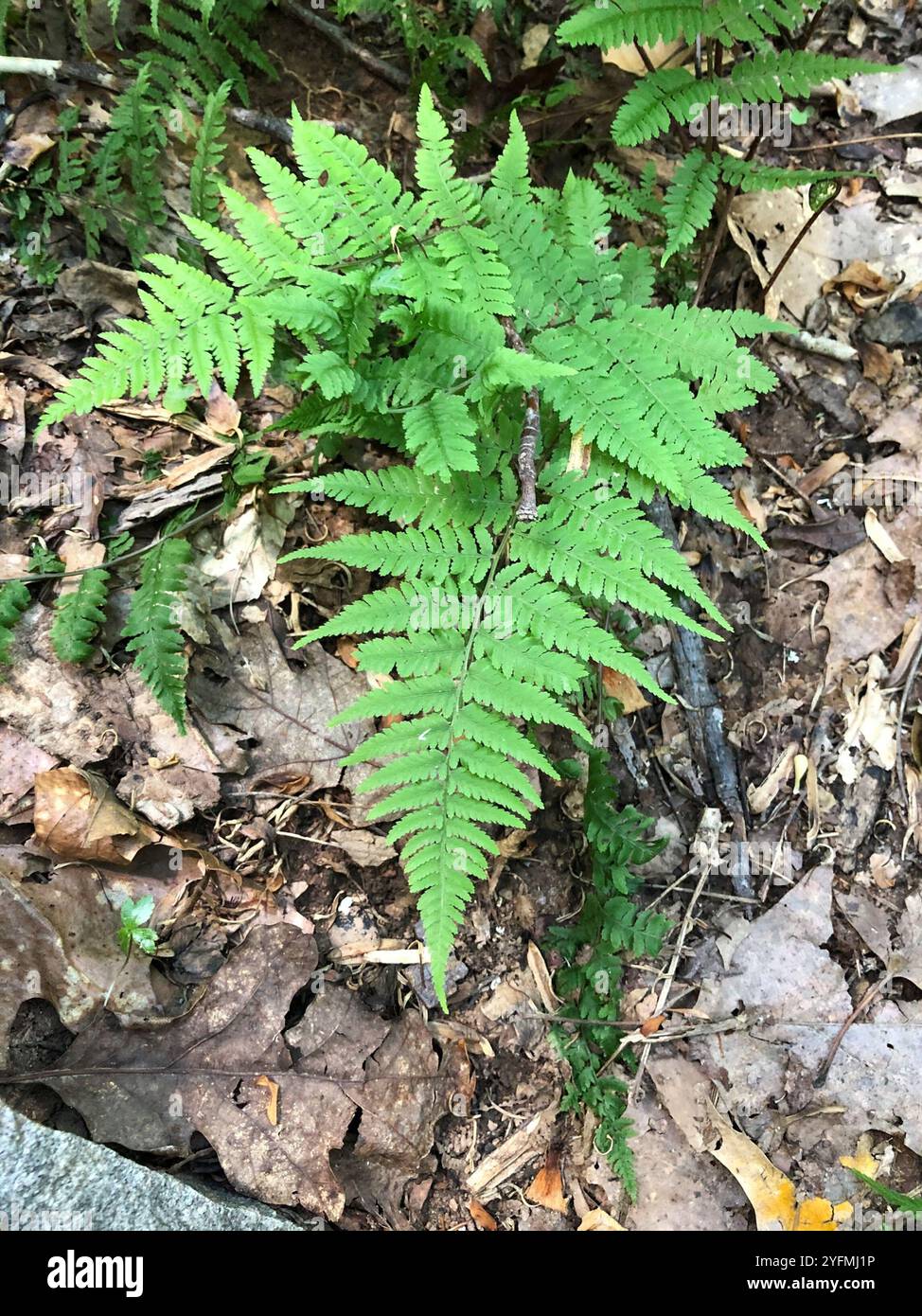 southern lady fern (Athyrium asplenioides Stock Photo - Alamy