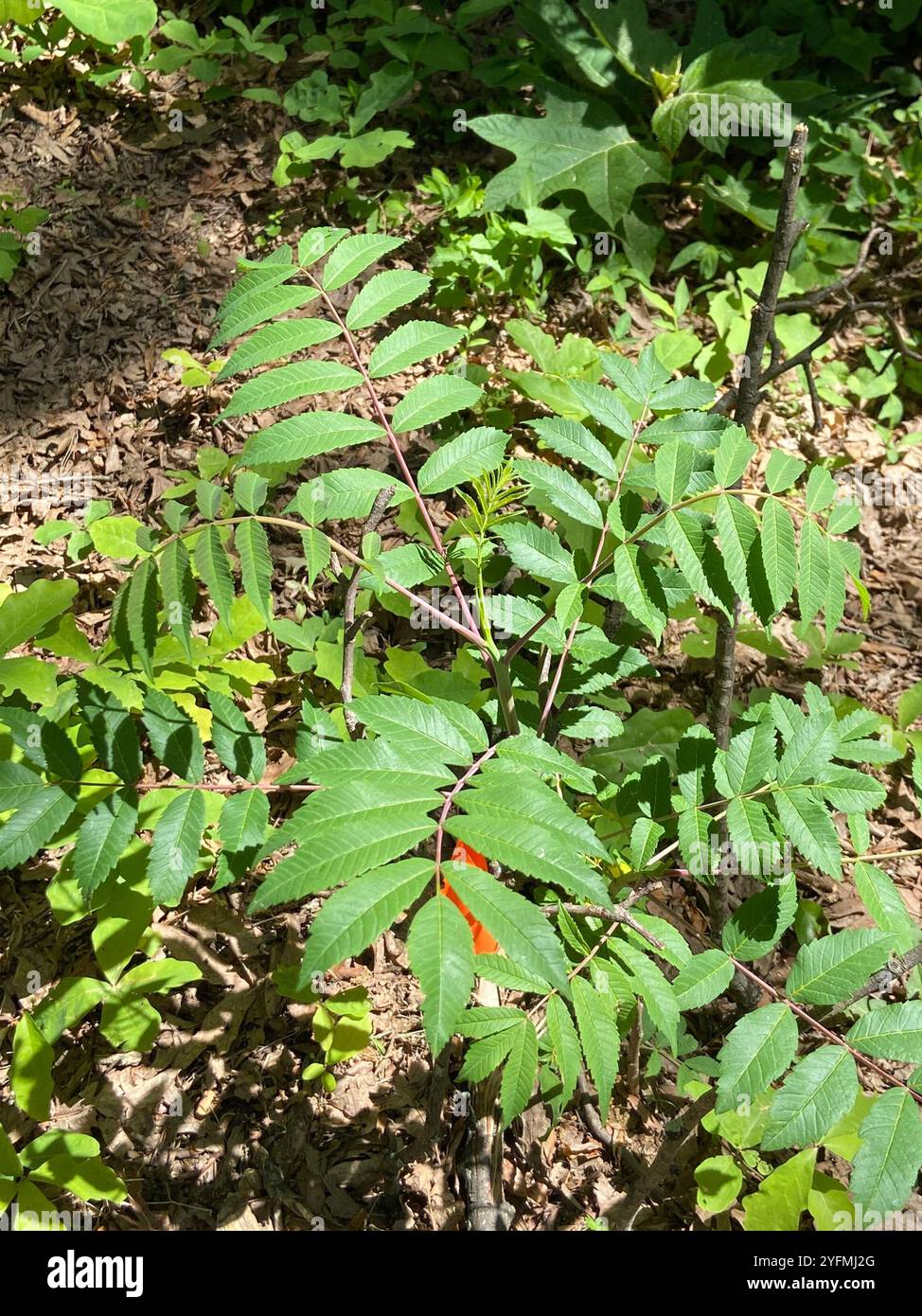 smooth sumac (Rhus glabra Stock Photo - Alamy