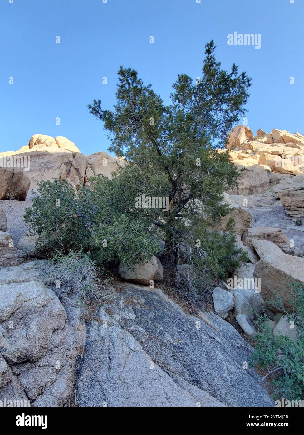 singleleaf pinyon (Pinus monophylla Stock Photo - Alamy