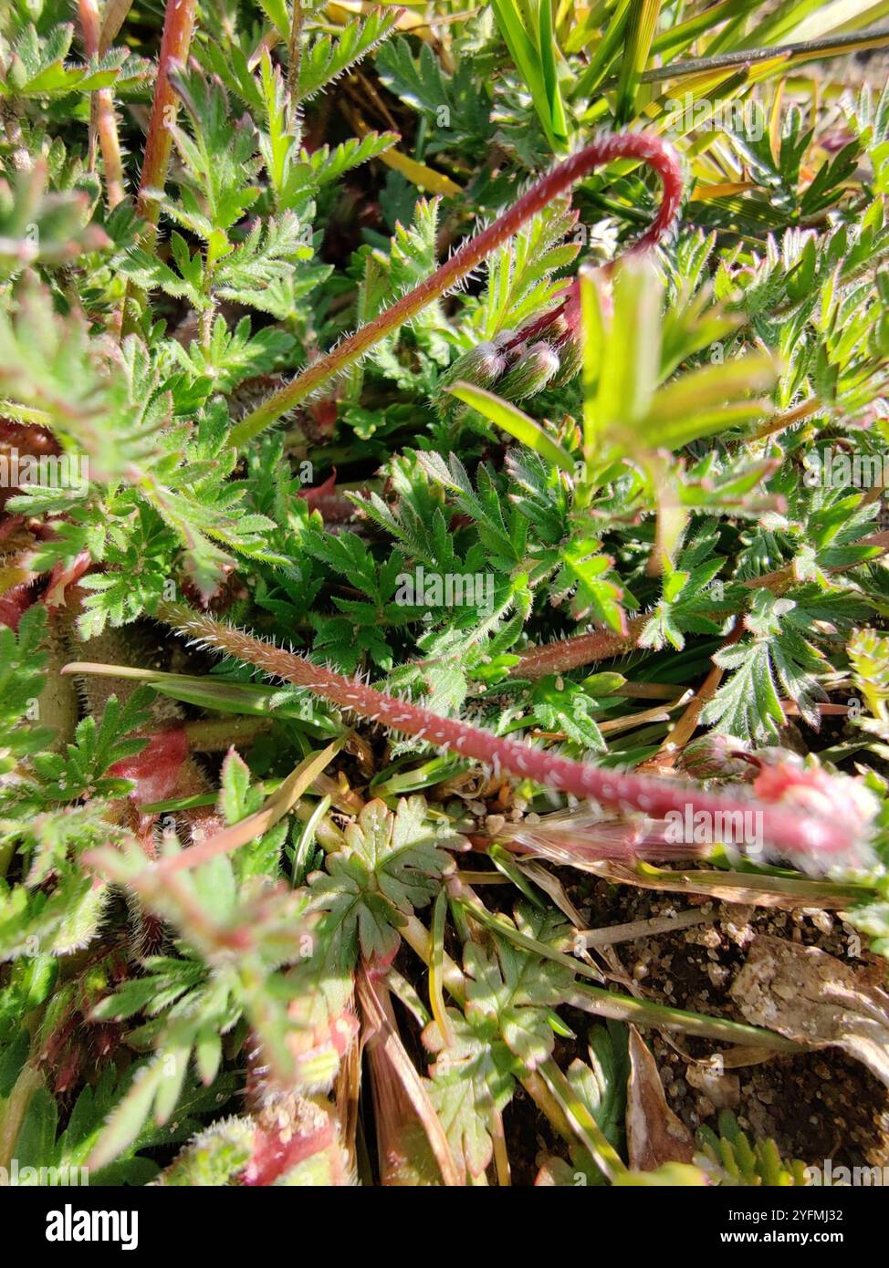 Redstem Stork's-bill (Erodium cicutarium Stock Photo - Alamy