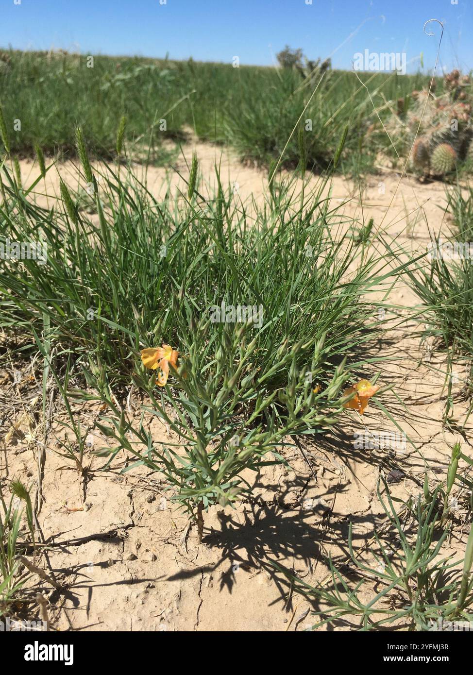 Linum rigidum hi-res stock photography and images - Alamy