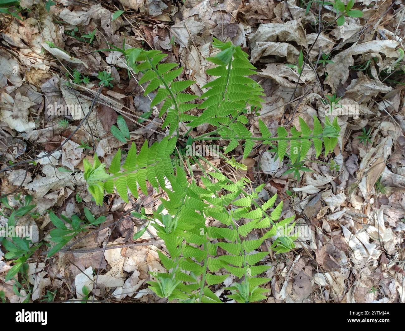 Interrupted fern hi-res stock photography and images - Alamy