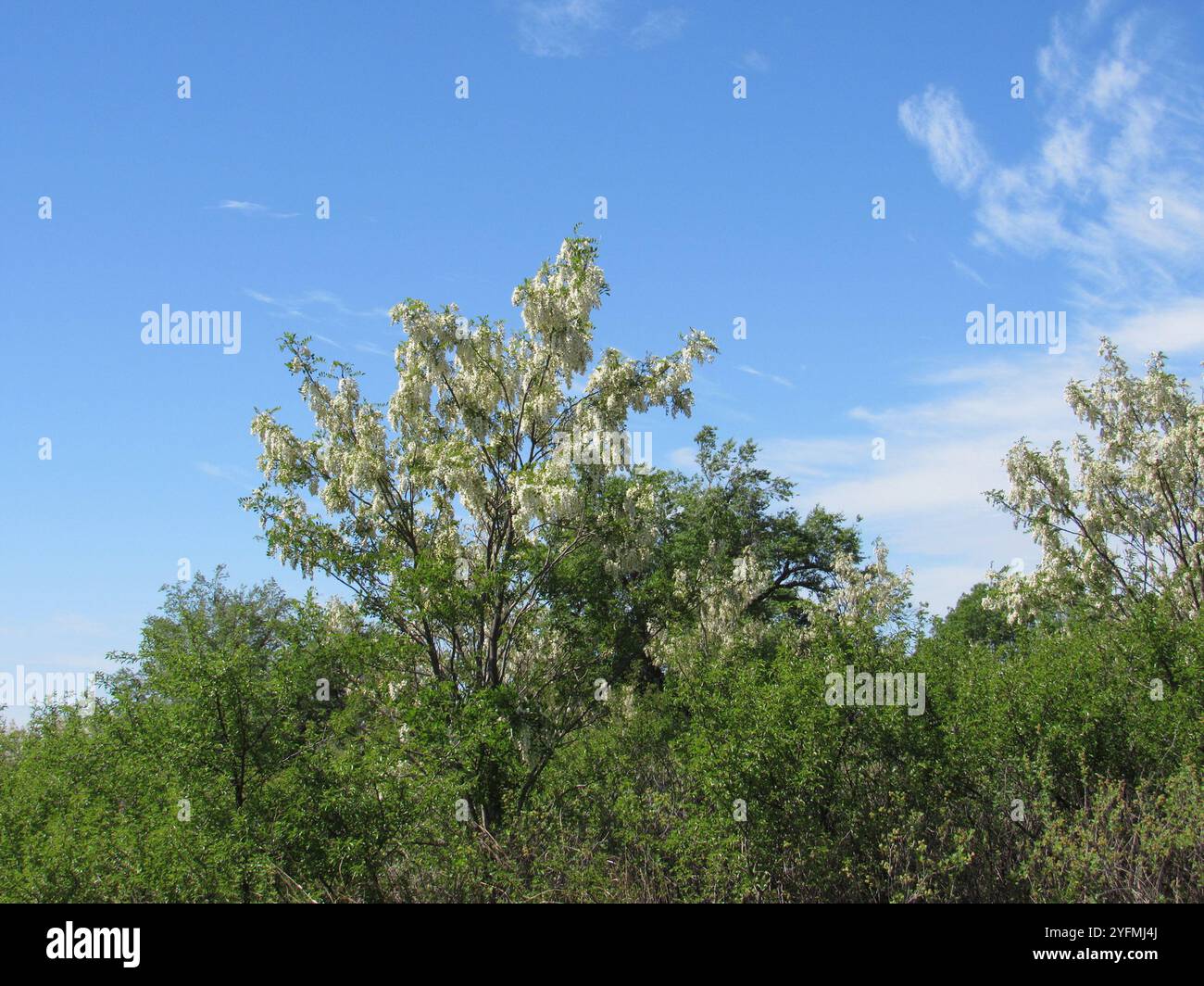 black locust (Robinia pseudoacacia Stock Photo - Alamy