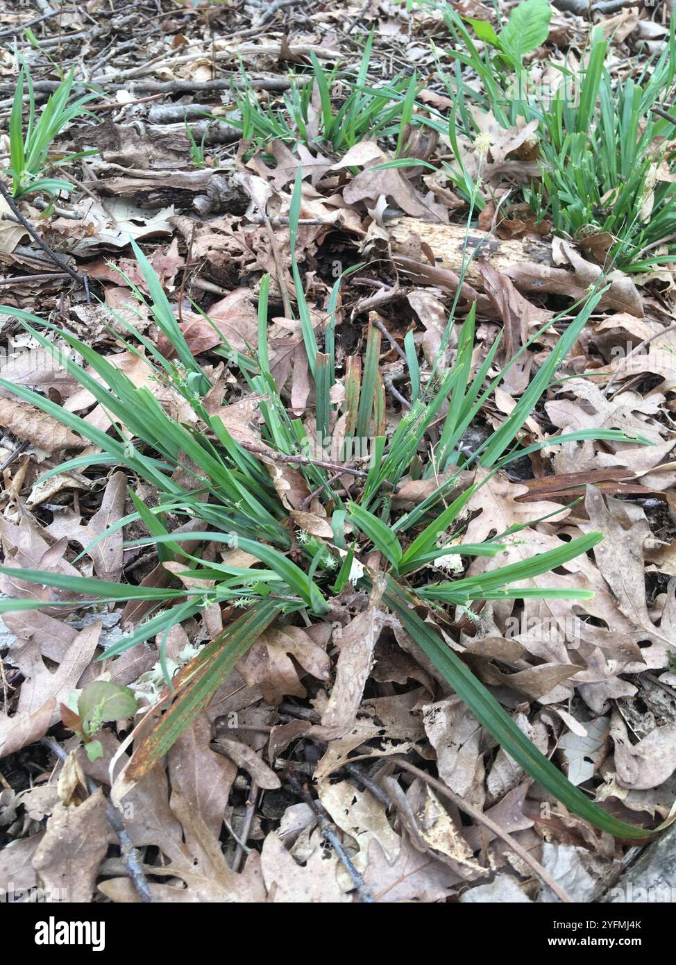 grasses, sedges, cattails, and allies (Poales Stock Photo - Alamy
