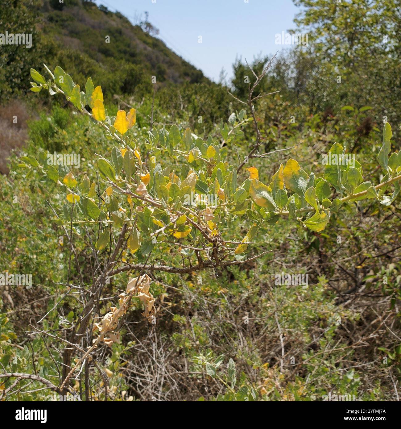 big saltbush (Atriplex lentiformis Stock Photo - Alamy