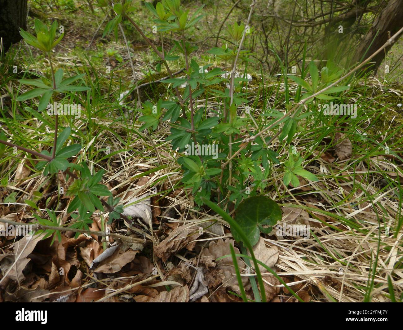 Wood Bedstraw (Galium sylvaticum Stock Photo - Alamy