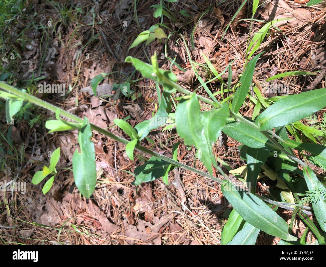 wavy-leaf aster (Symphyotrichum undulatum Stock Photo - Alamy