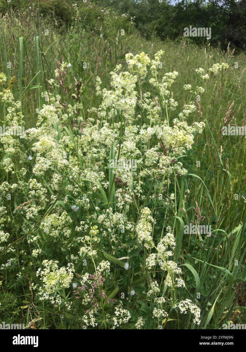 white bedstraw (Galium album Stock Photo - Alamy