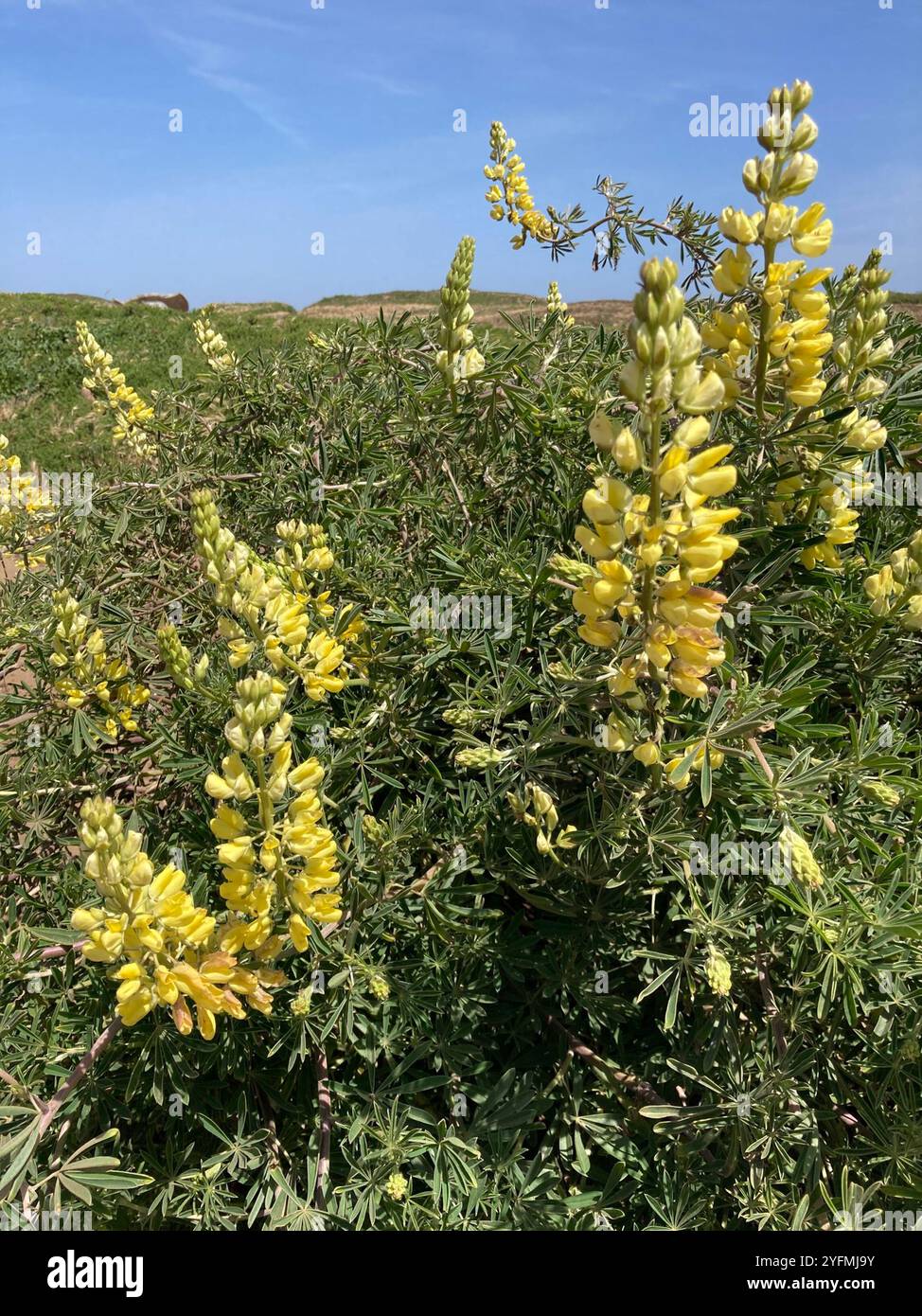 coastal bush lupine (Lupinus arboreus Stock Photo - Alamy