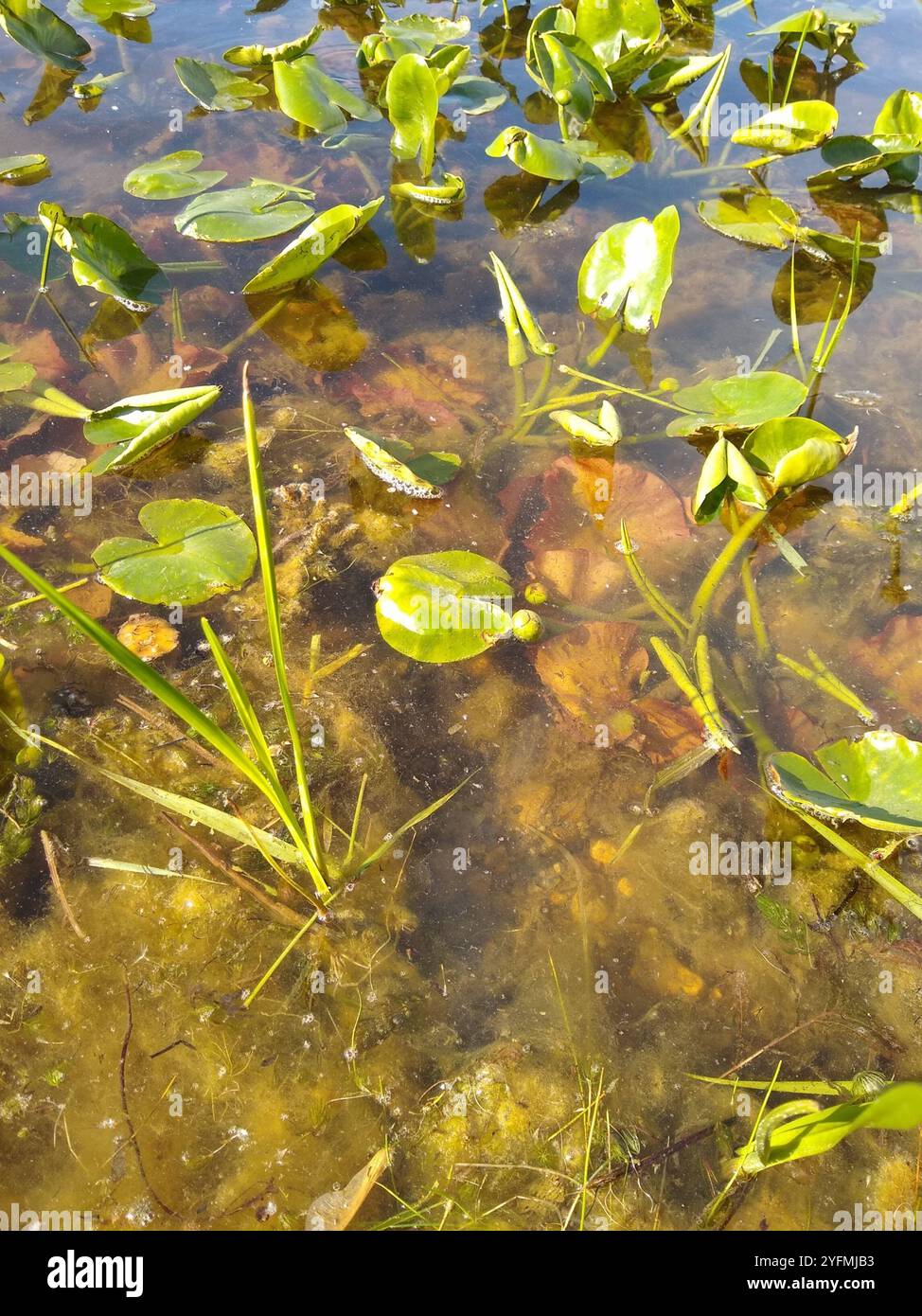 spatterdock (Nuphar advena Stock Photo - Alamy