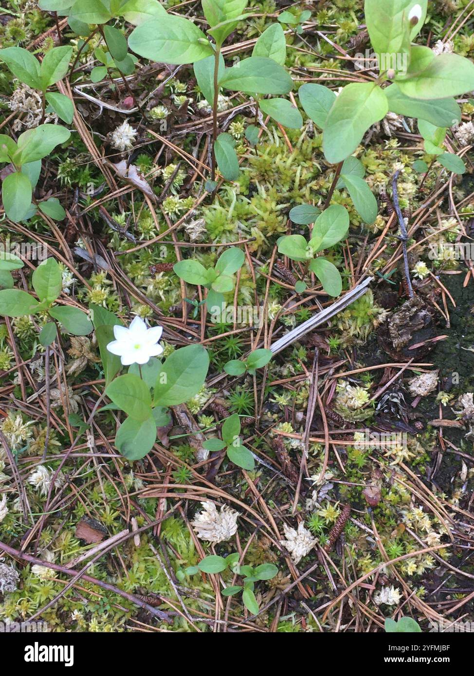 Arctic Starflower (Lysimachia europaea Stock Photo - Alamy