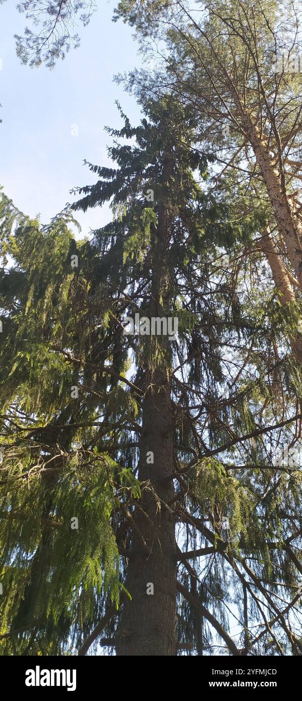 Siberian spruce (Picea obovata Stock Photo - Alamy