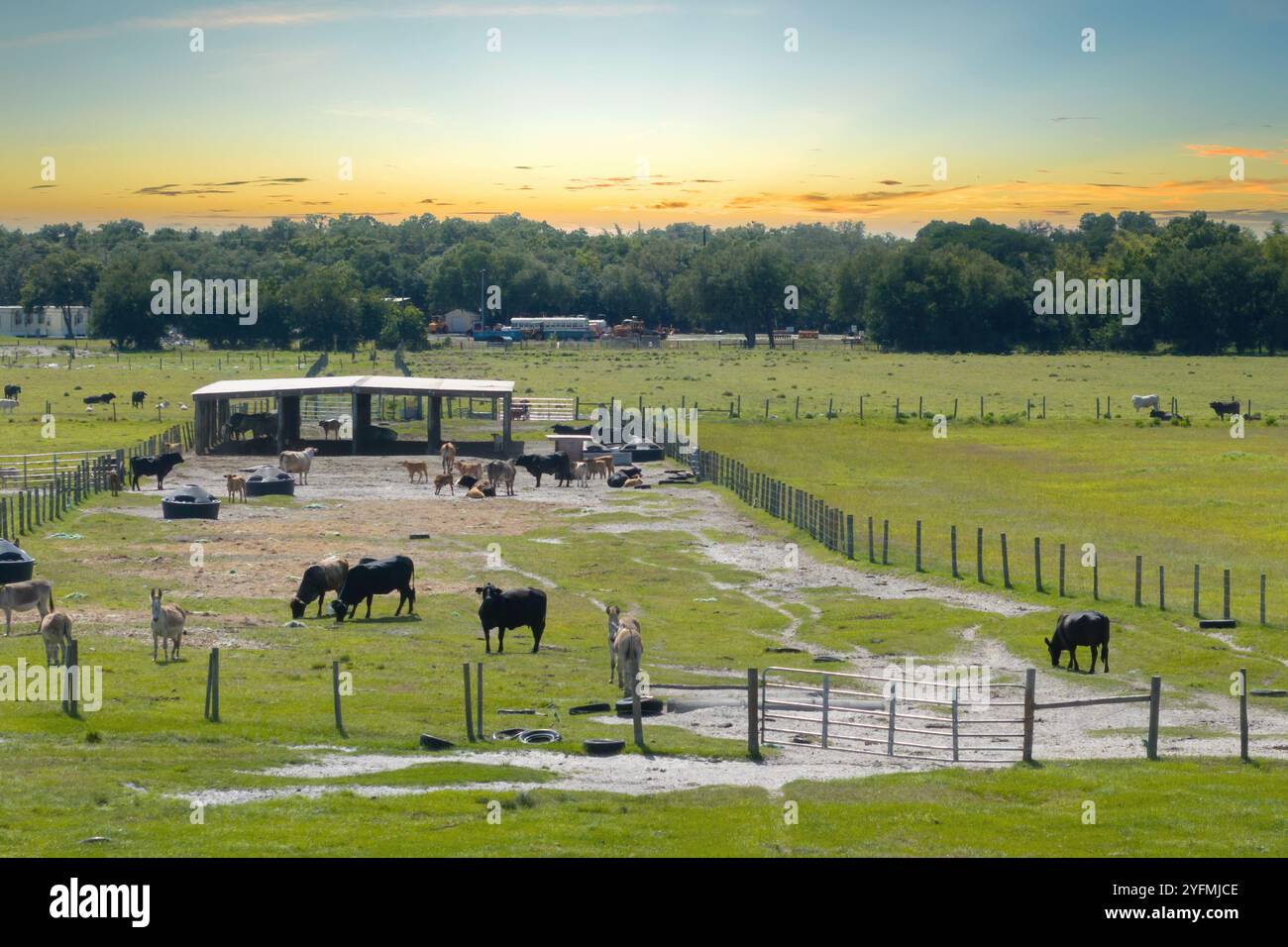 Production of organic dairy products. Milk cows grazing on green farm ...