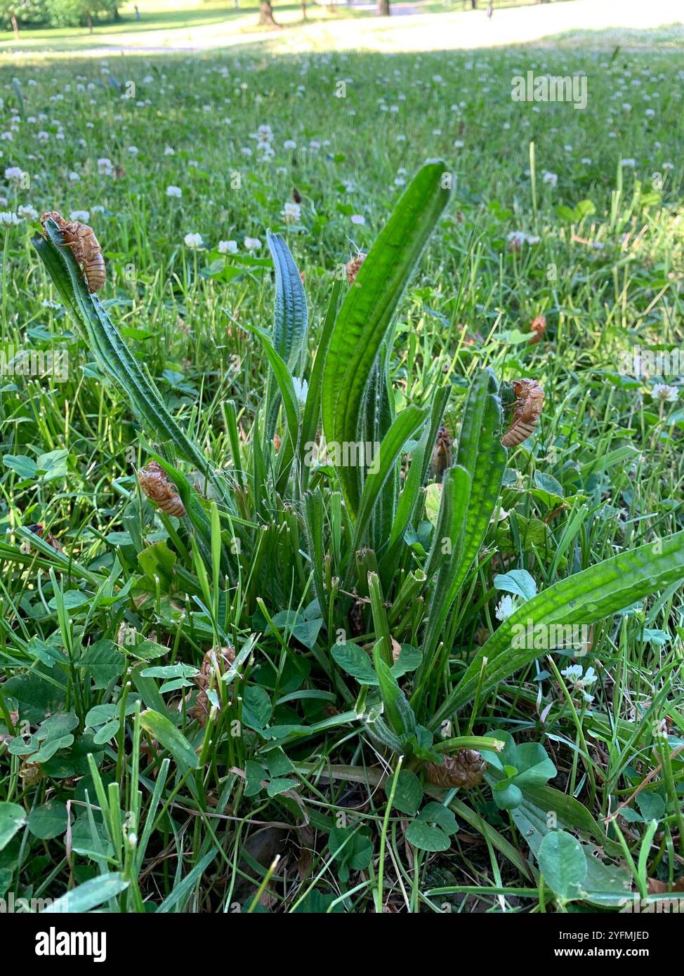ribwort plantain (Plantago lanceolata Stock Photo - Alamy