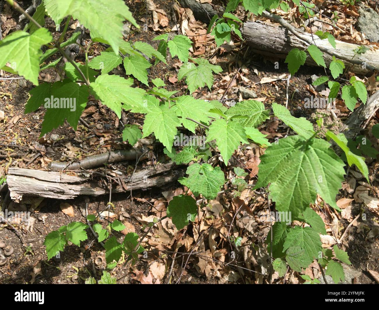 mapleleaf viburnum (Viburnum acerifolium Stock Photo - Alamy