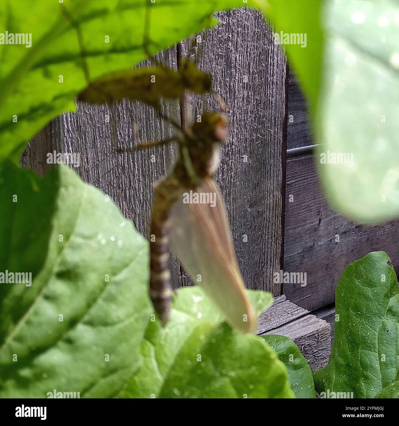 Stream Cruiser (Didymops transversa Stock Photo - Alamy