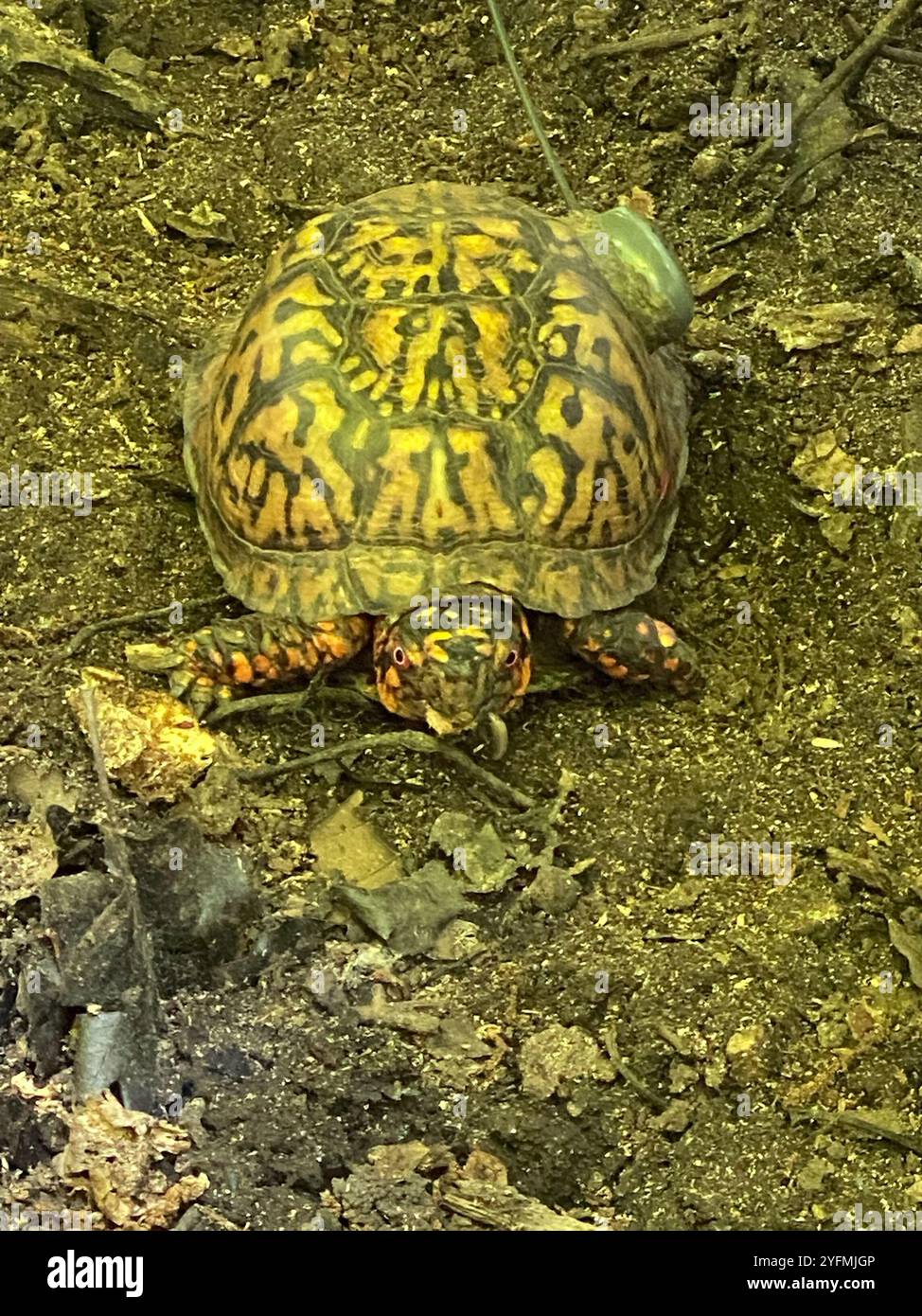 Eastern Box Turtle (Terrapene carolina carolina Stock Photo - Alamy