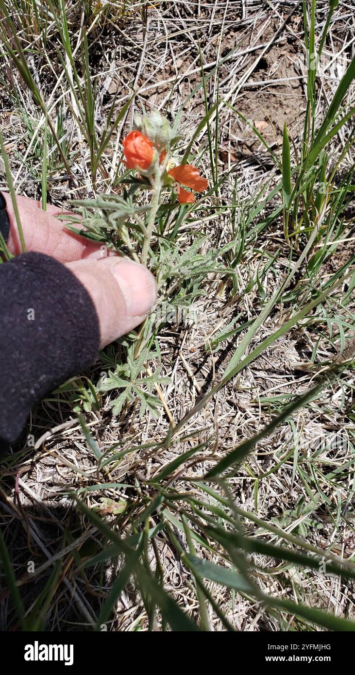 Scarlet Globemallow (Sphaeralcea coccinea Stock Photo - Alamy