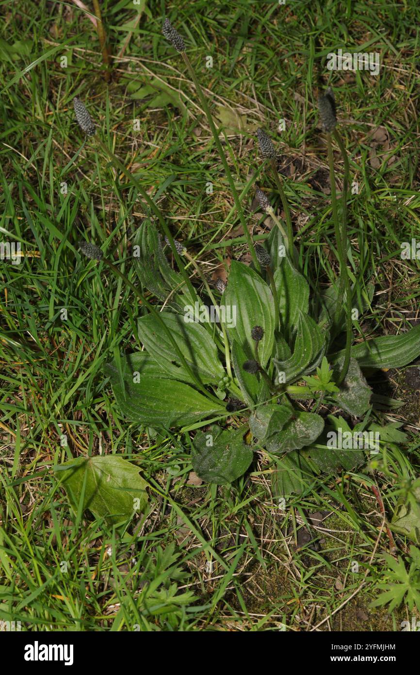 ribwort plantain (Plantago lanceolata Stock Photo - Alamy