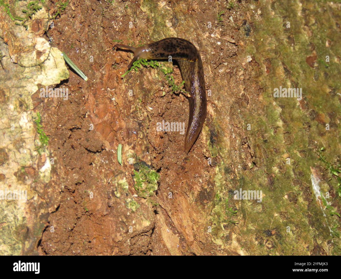 Reticulate Taildropper (Prophysaon andersonii Stock Photo - Alamy