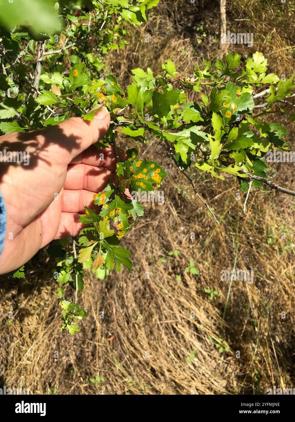 green hawthorn (Crataegus viridis Stock Photo - Alamy