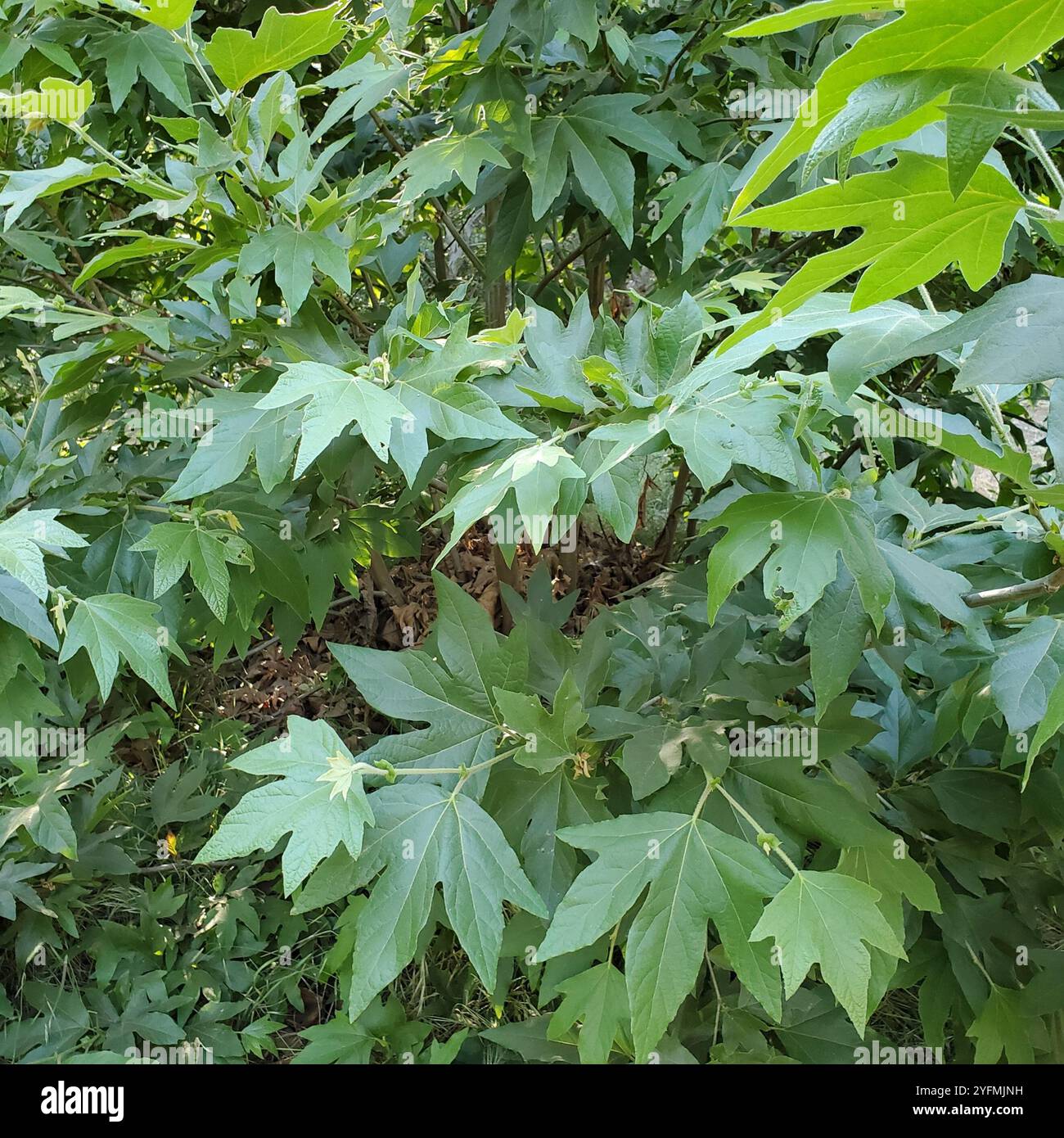 western sycamore (Platanus racemosa Stock Photo - Alamy
