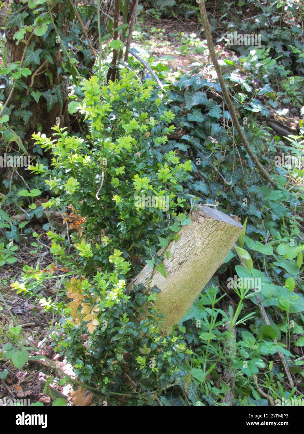 common box (Buxus sempervirens Stock Photo - Alamy