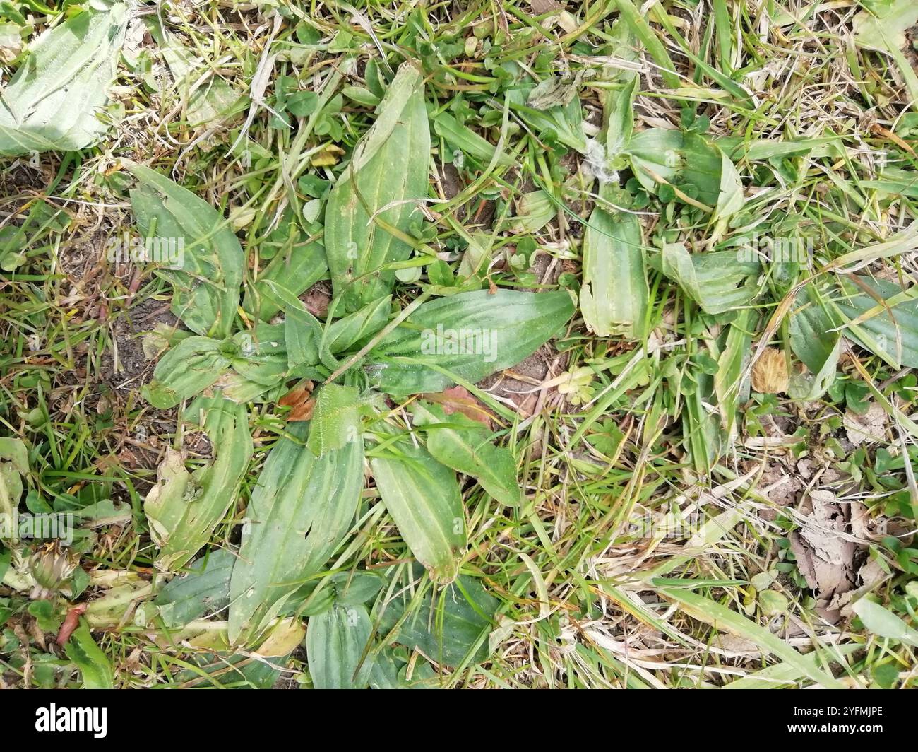 ribwort plantain (Plantago lanceolata Stock Photo - Alamy