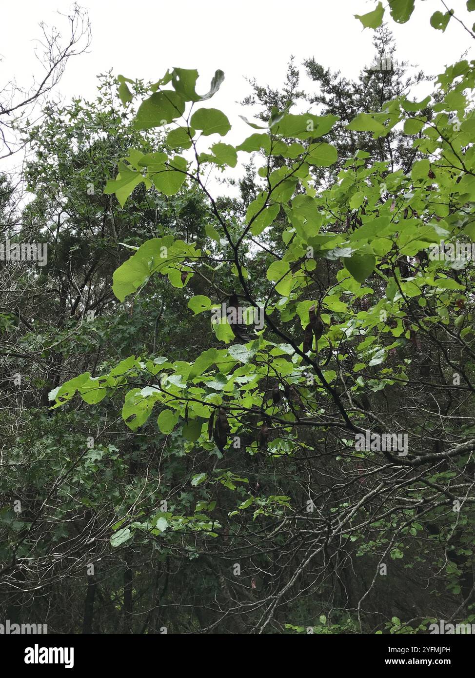 Texas redbud (Cercis canadensis texensis Stock Photo - Alamy