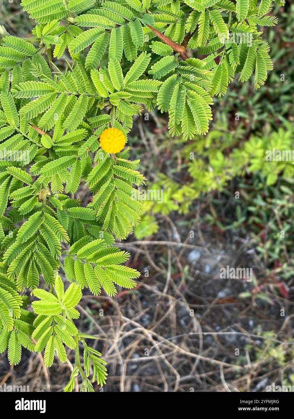 twisted acacia (Vachellia tortuosa Stock Photo - Alamy