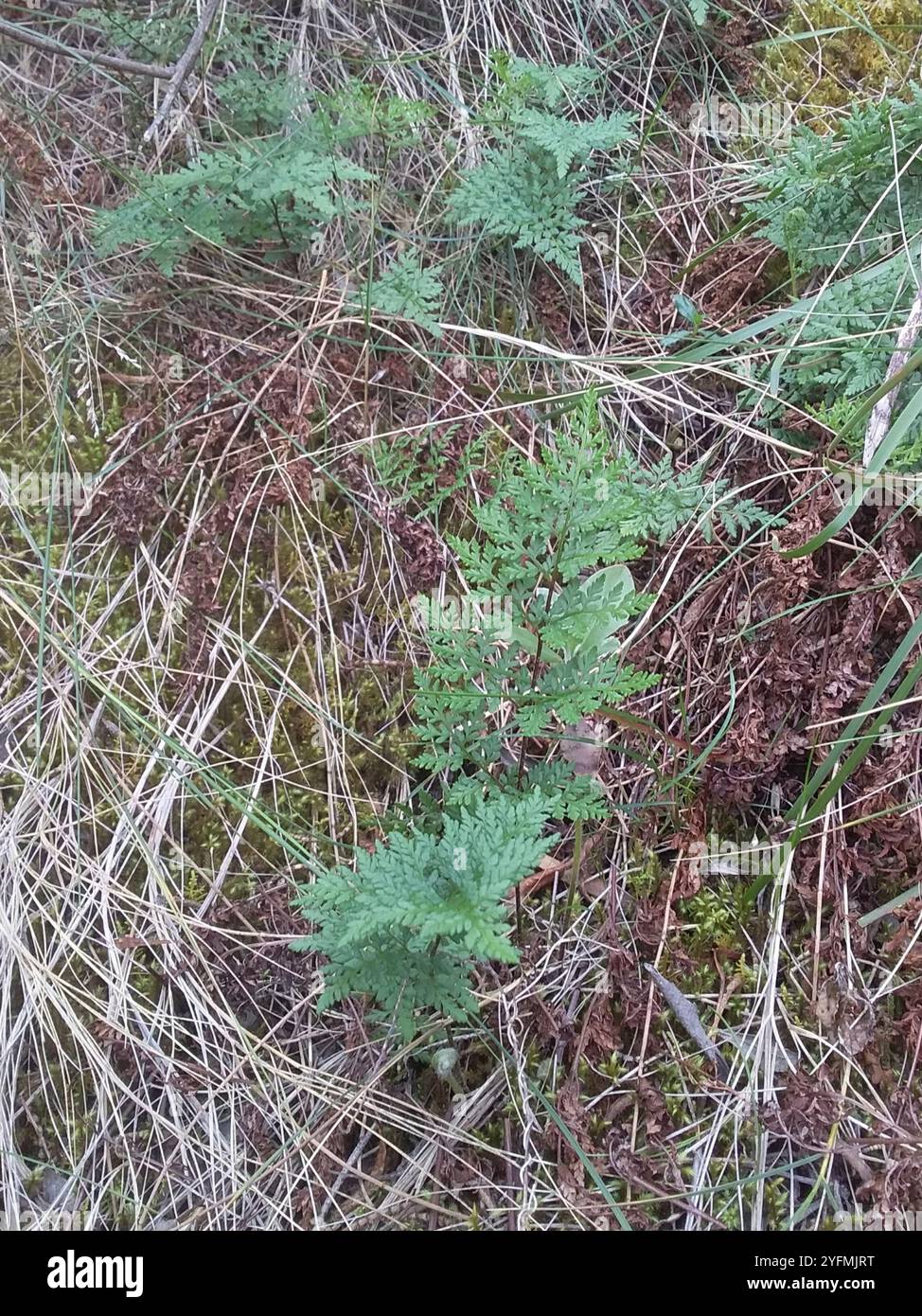 Rock Fern (Cheilanthes austrotenuifolia Stock Photo - Alamy