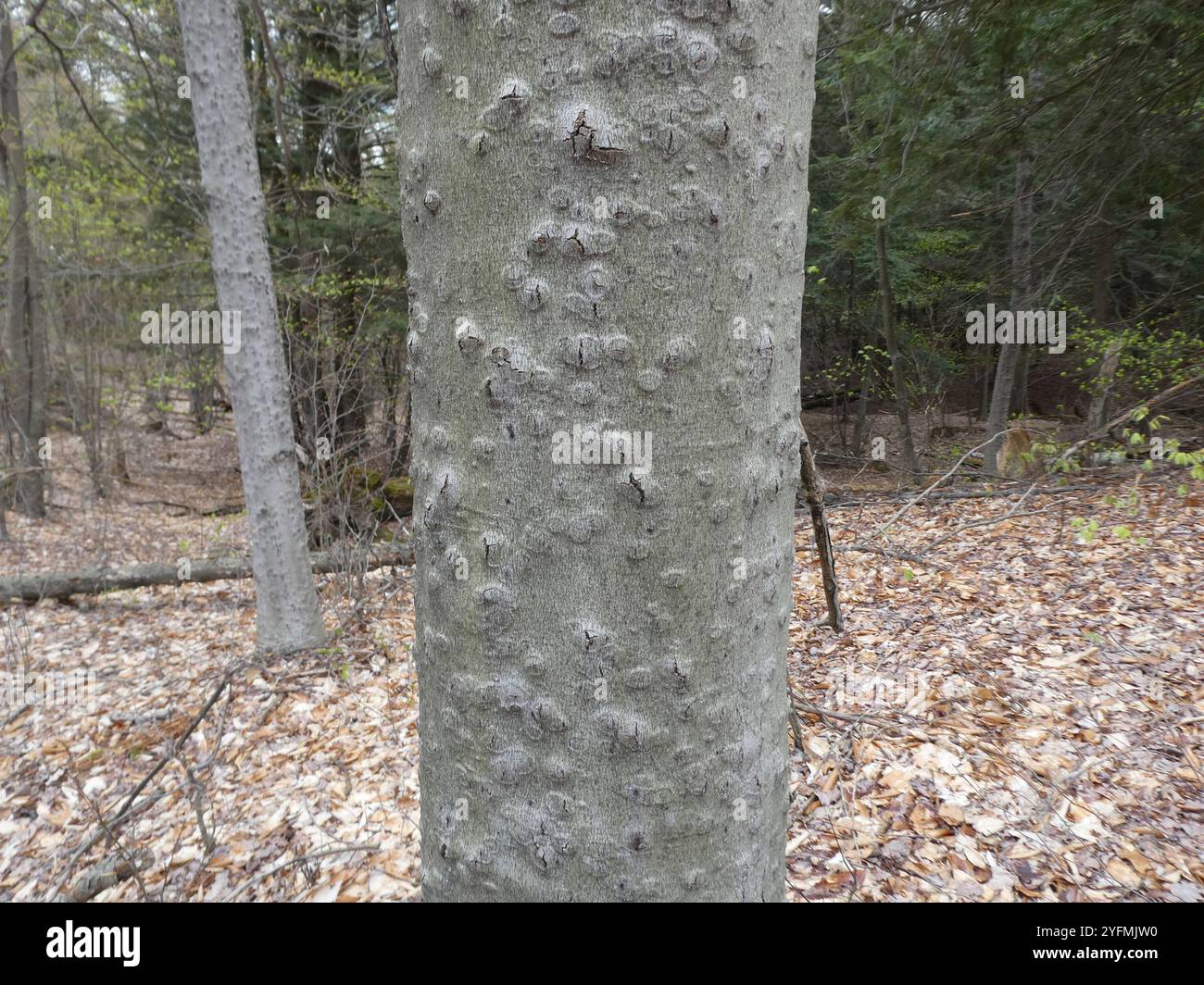 Beech Bark Canker Fungus (Neonectria faginata Stock Photo - Alamy