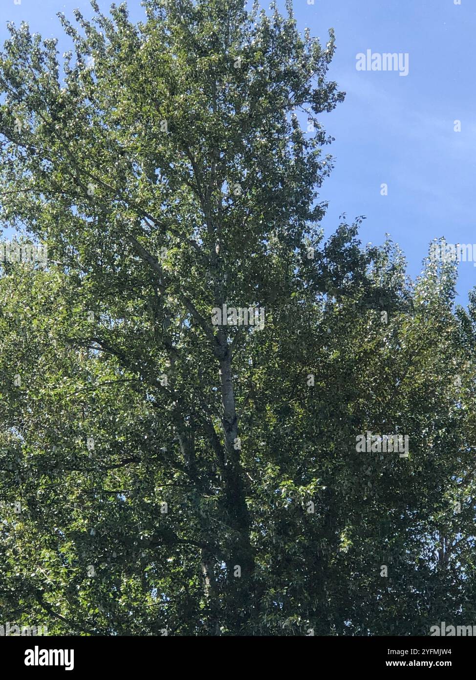 black cottonwood (Populus trichocarpa Stock Photo - Alamy