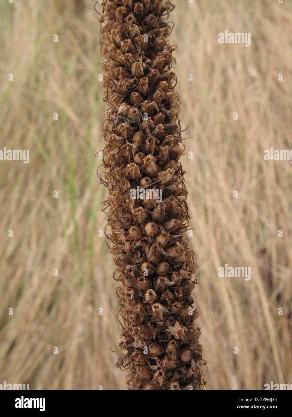 Plantago maxima hi-res stock photography and images - Alamy