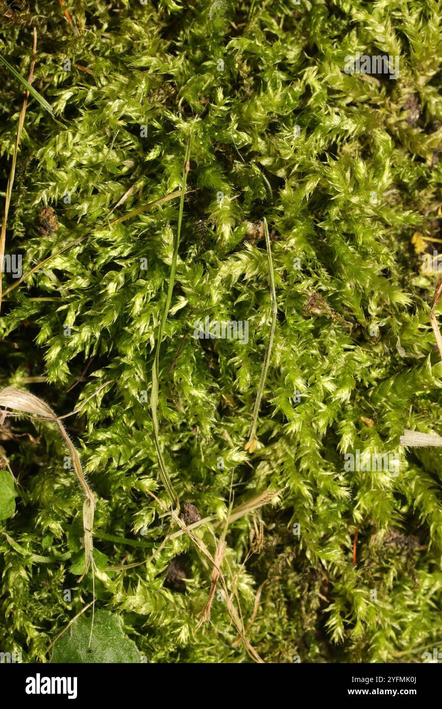 Rough stalked feather moss brachythecium rutabulum hi-res stock ...
