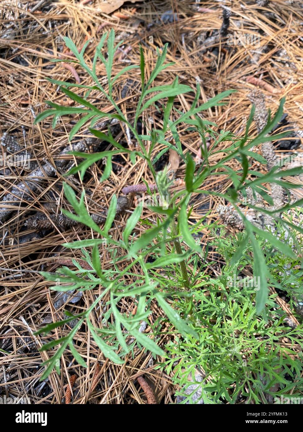 Coastal Dog Fennel (Eupatorium compositifolium Stock Photo - Alamy