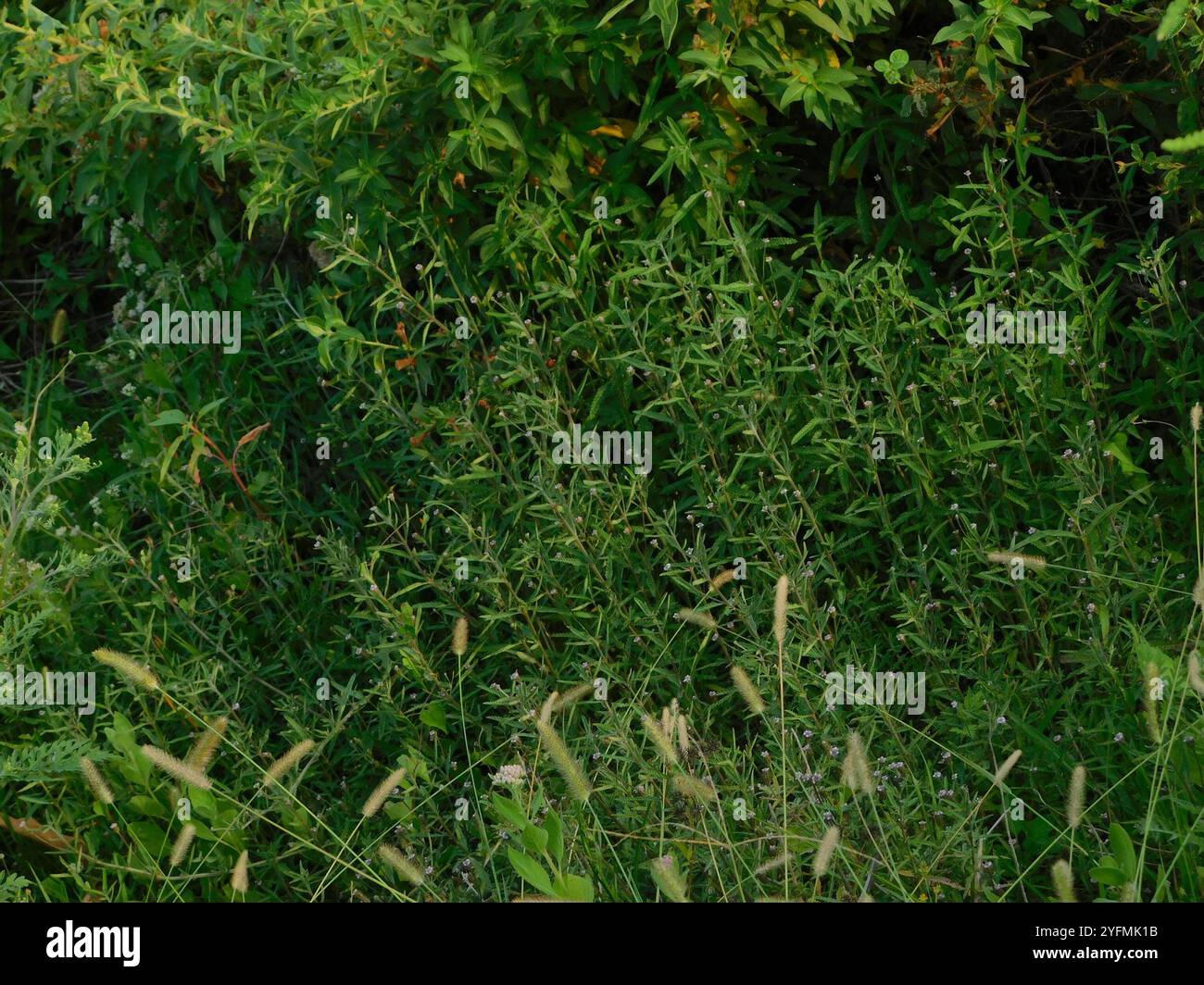 southern fogfruit (Lippia stoechadifolia Stock Photo - Alamy