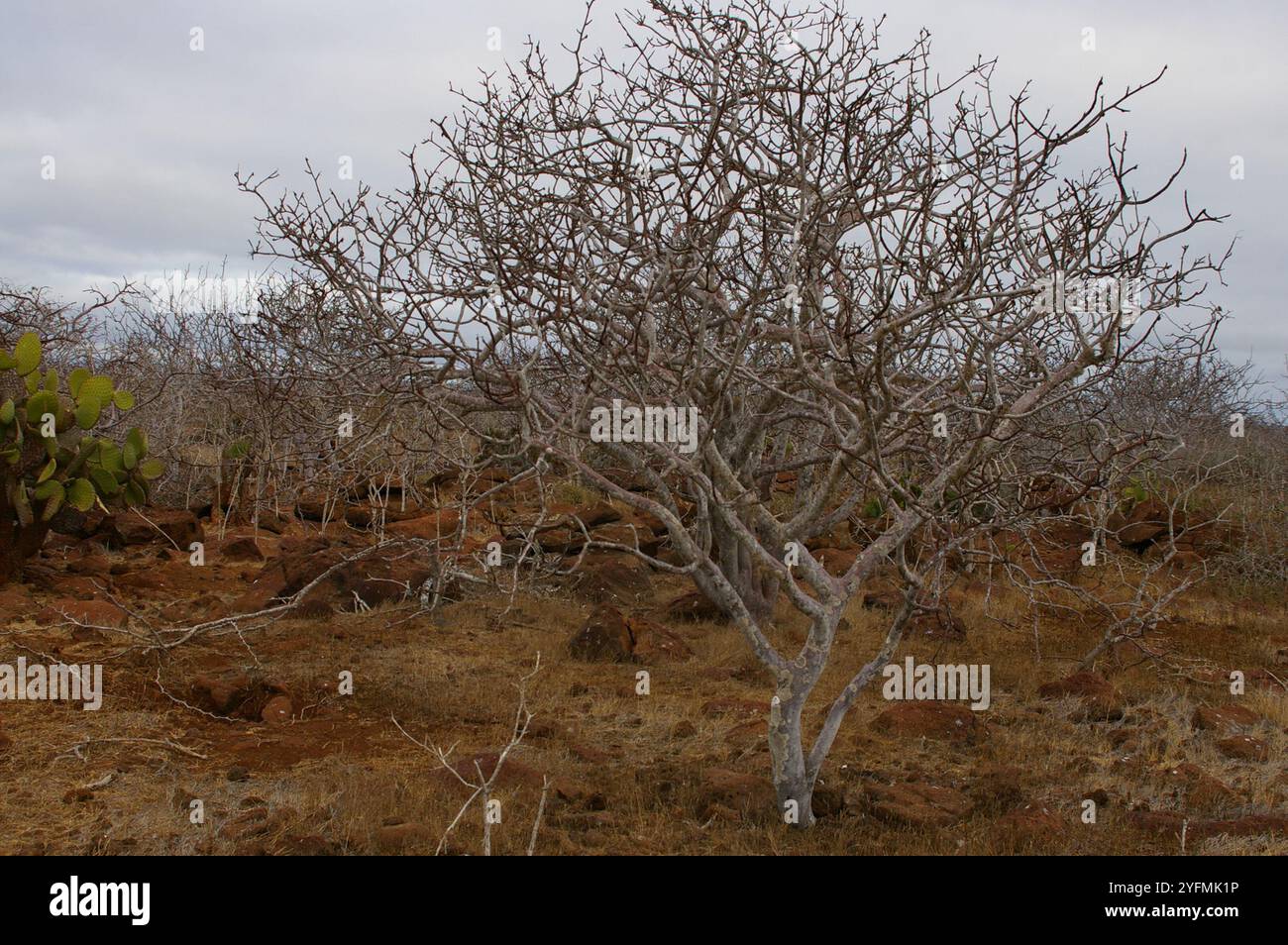 Incense tree (Bursera graveolens Stock Photo - Alamy
