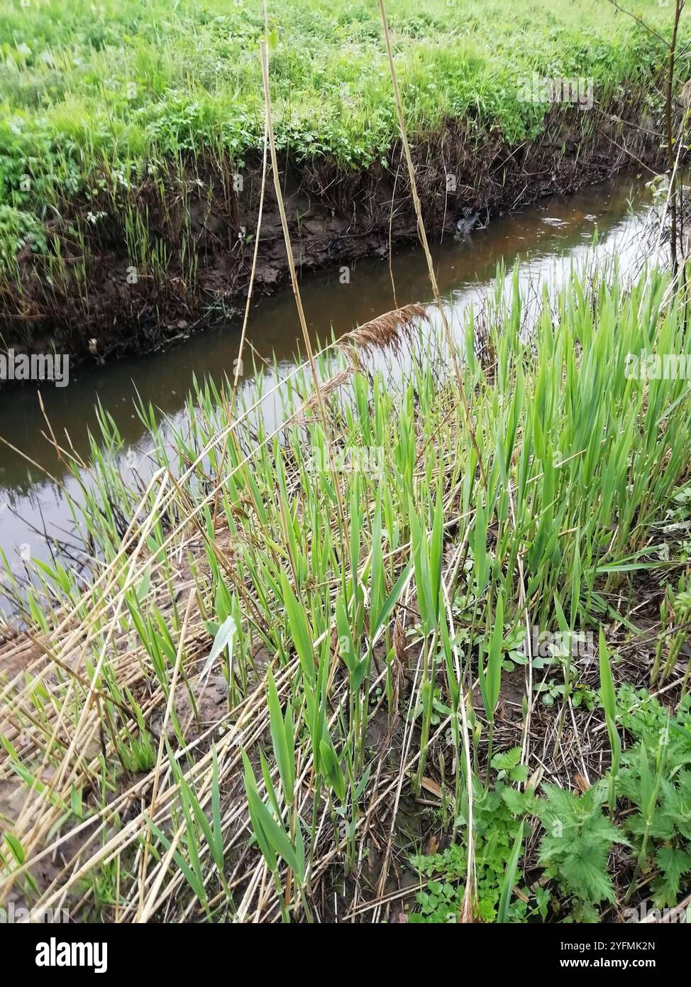 reed canary grass (Phalaris arundinacea Stock Photo - Alamy