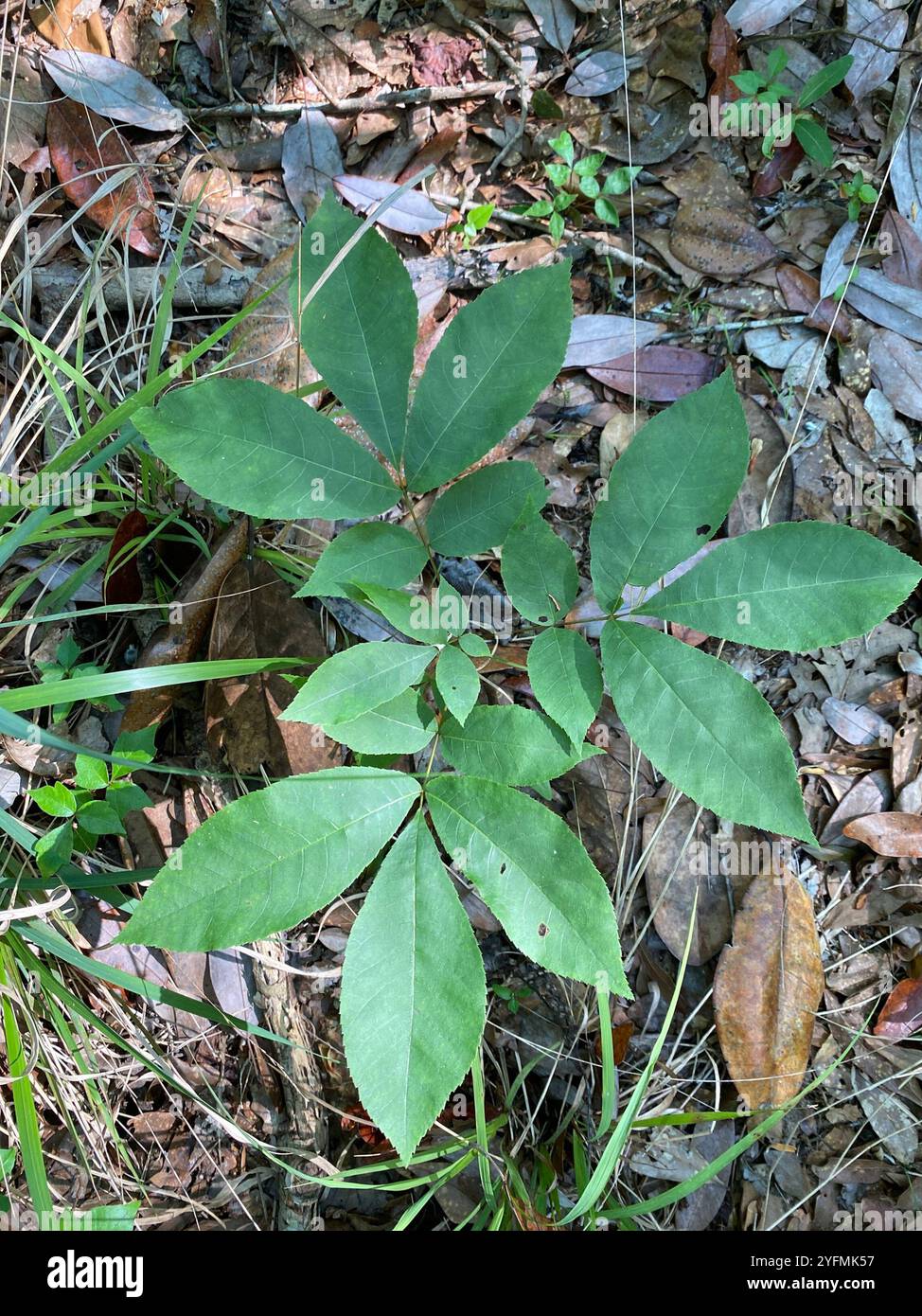 pignut hickory (Carya glabra Stock Photo - Alamy