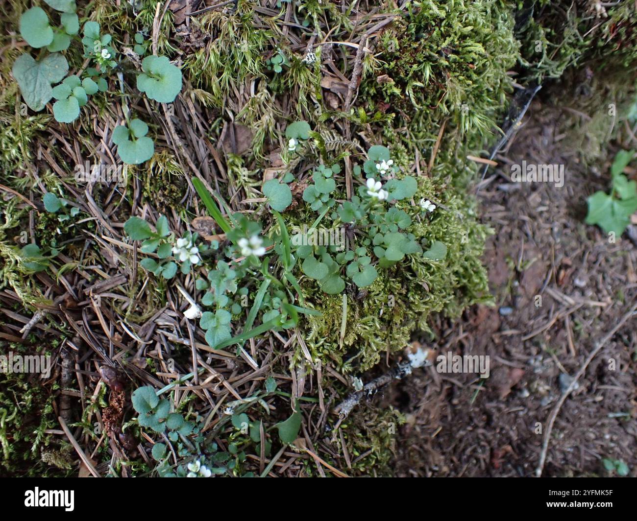 hairy bittercress (Cardamine hirsuta Stock Photo - Alamy