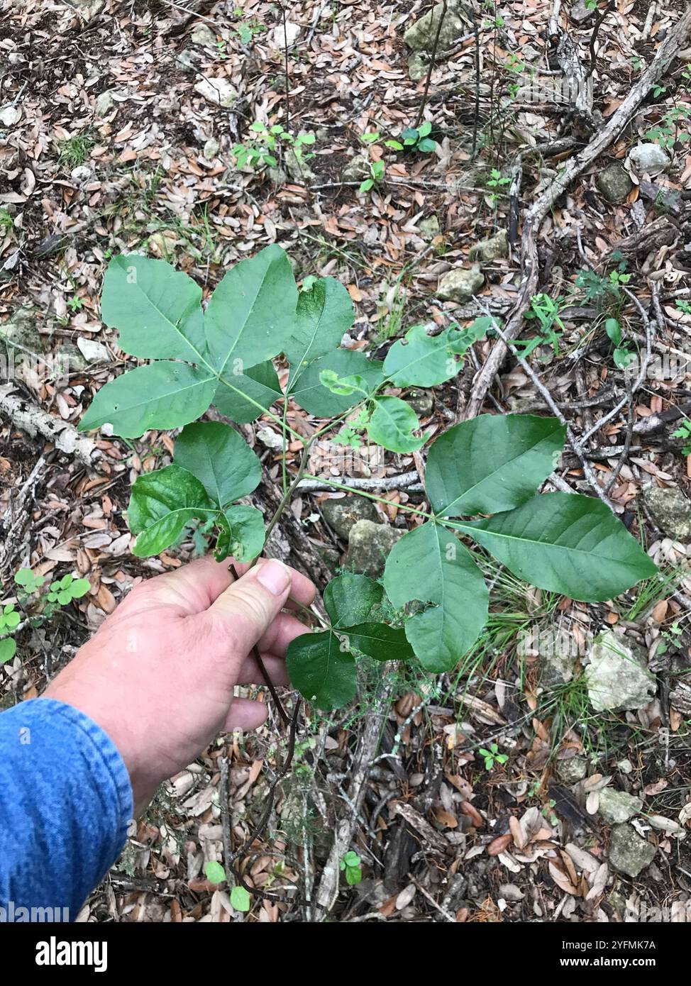 common hoptree (Ptelea trifoliata Stock Photo - Alamy