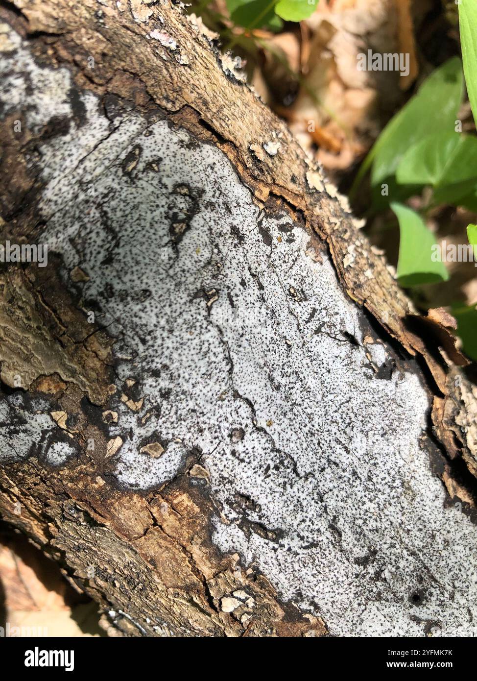 hypoxylon canker (Biscogniauxia atropunctata Stock Photo - Alamy