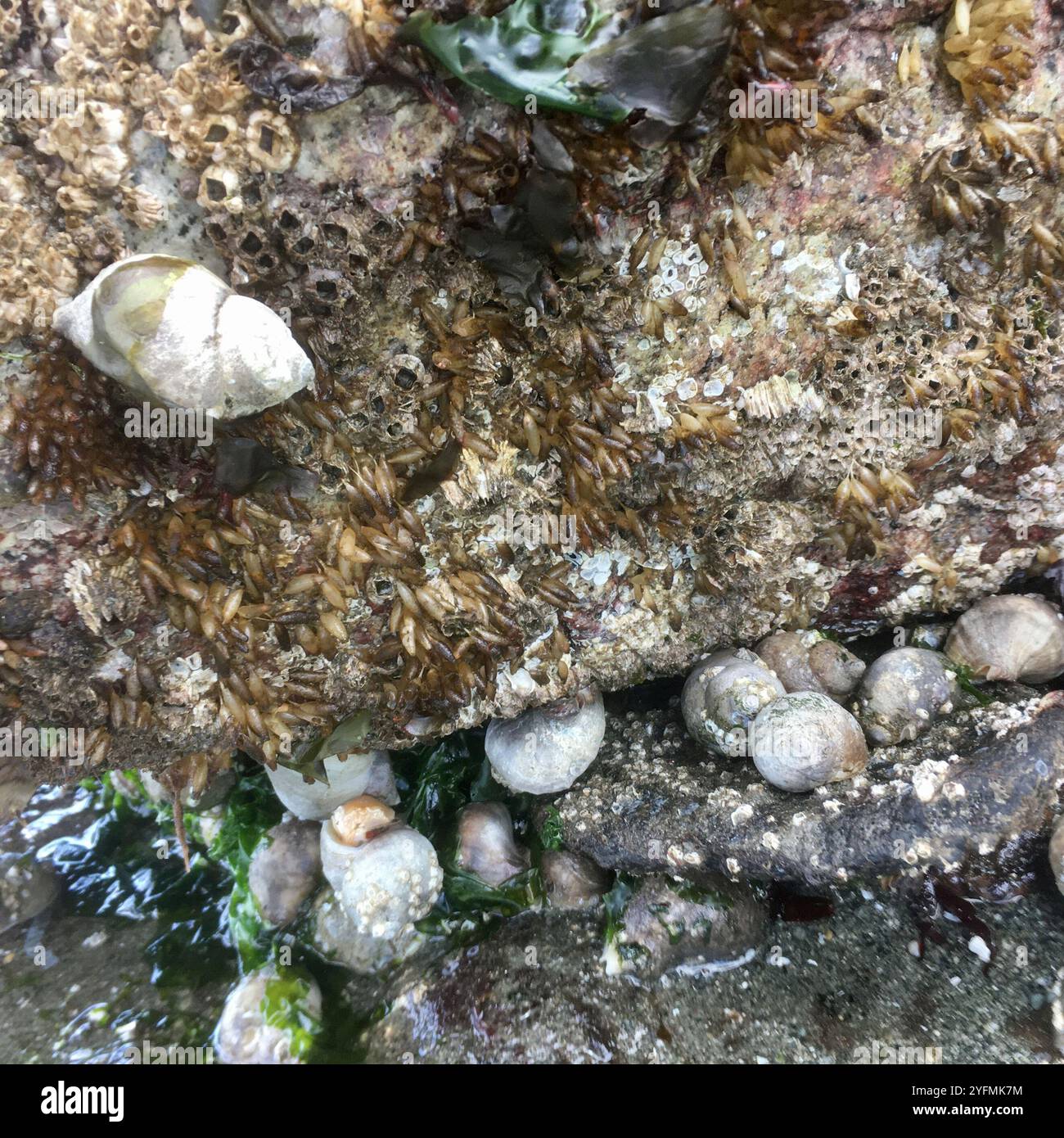 Frilled Dogwinkle (Nucella lamellosa Stock Photo - Alamy