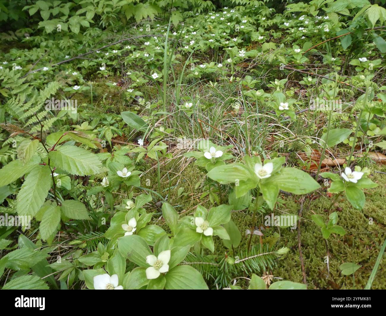 Canadian bunchberry (Cornus canadensis Stock Photo - Alamy