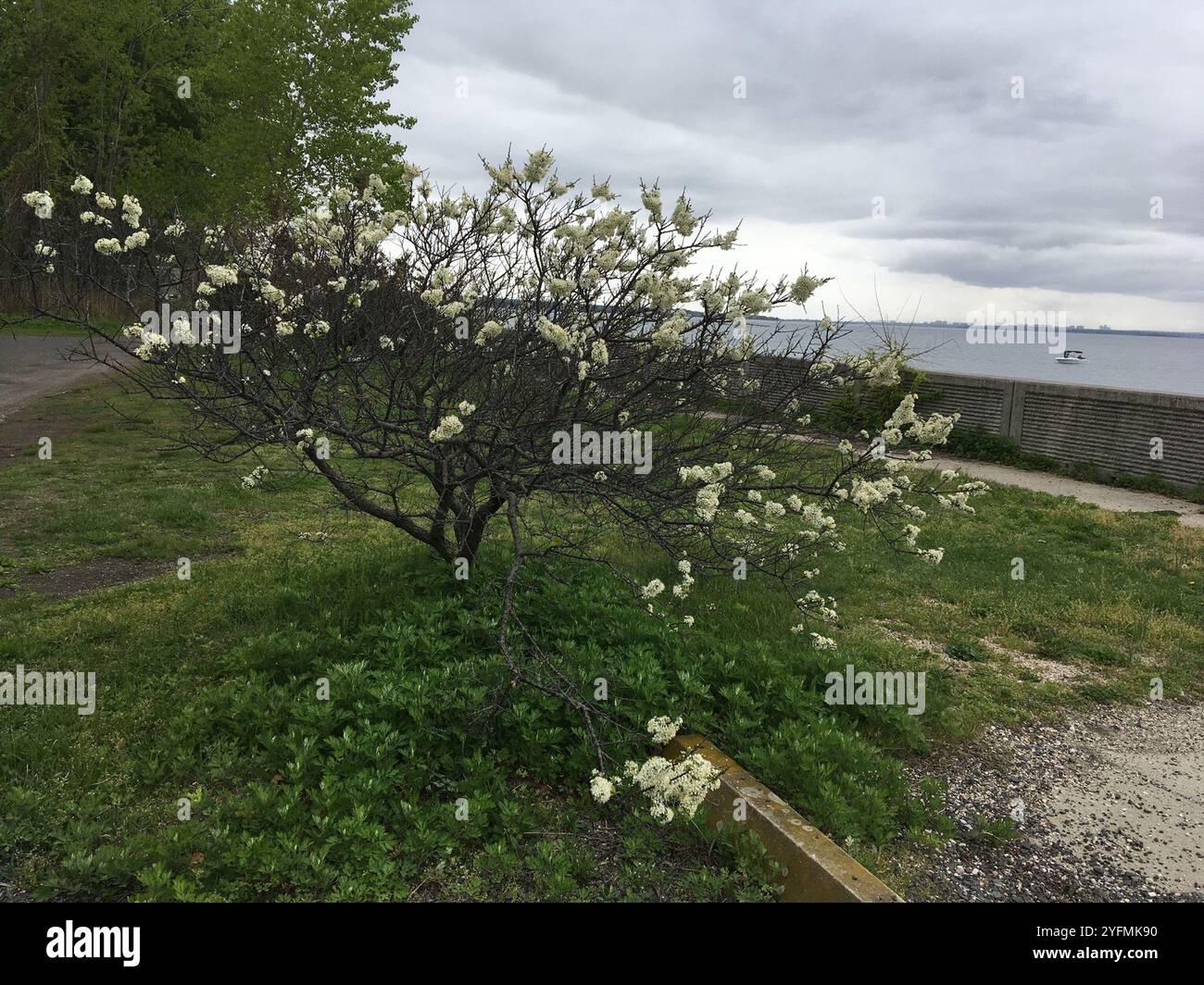 Beach plum prunus maritima hi-res stock photography and images - Alamy