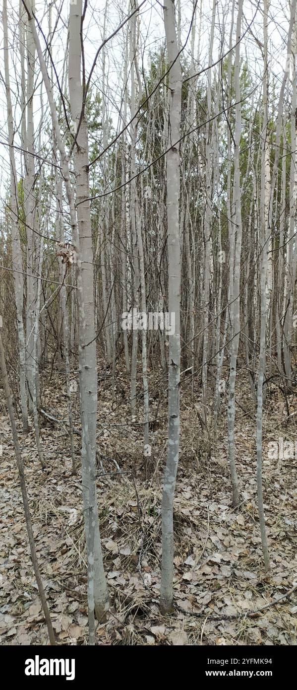 European aspen (Populus tremula Stock Photo - Alamy