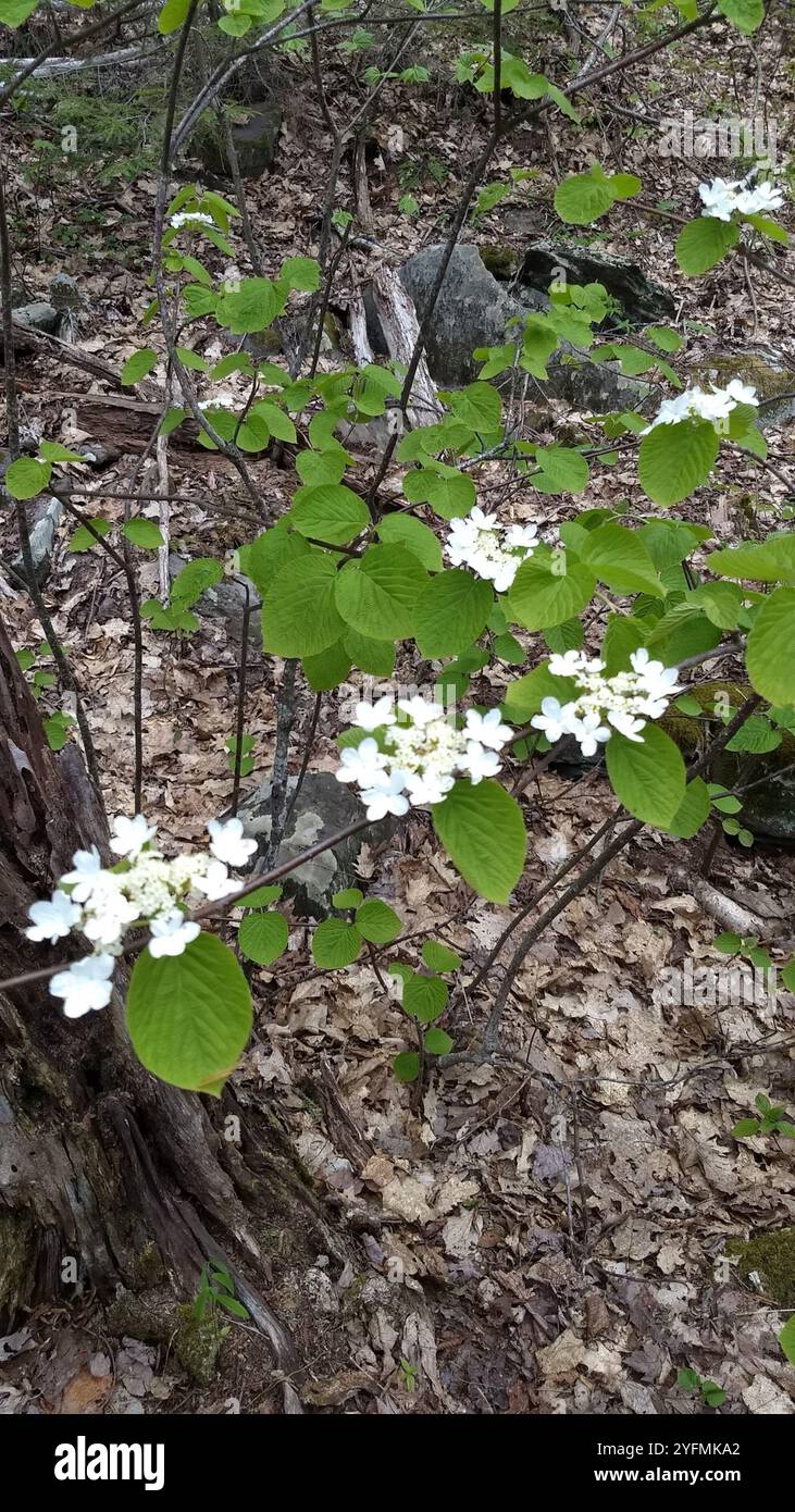 hobblebush (Viburnum lantanoides Stock Photo - Alamy